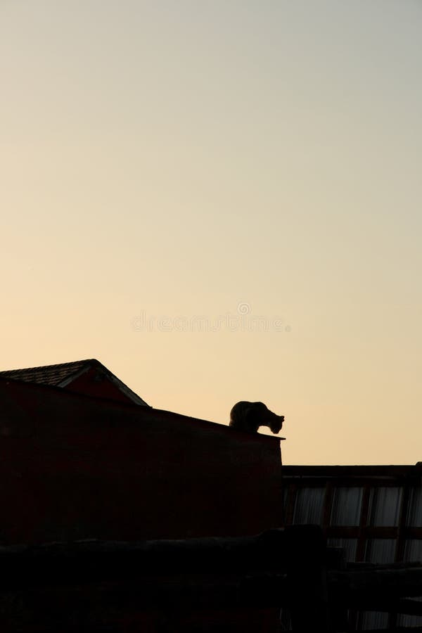 Chat Sur Un Toit Chaud De Bidon Image stock - Image du soirée, copie ...