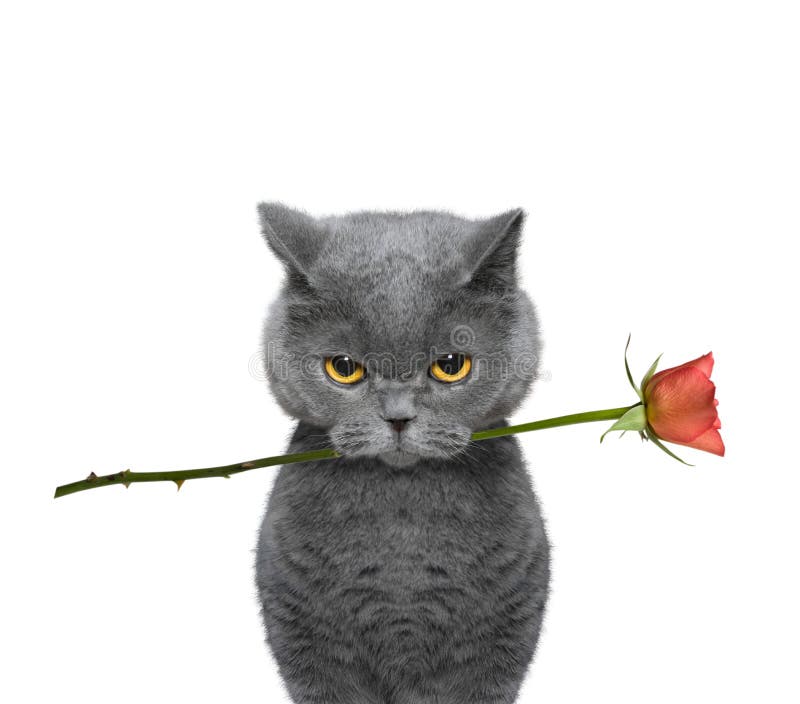 Chat Tenant Une Rose Dans Sa Bouche Image stock - Image du forme ...