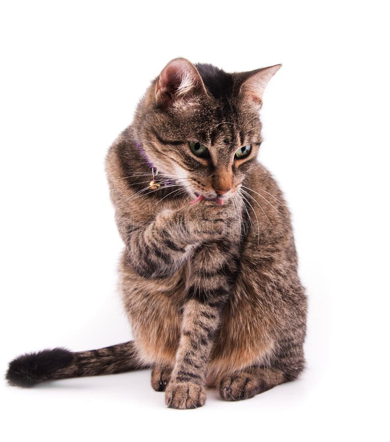 Tabby Brun Chat Domestique Femelle Debout Sur La Pile De Bois Normandie ...