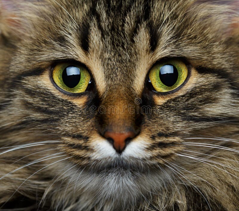 Museau Mignon D'un Chat Noir Photo stock - Image du alarme, saints ...