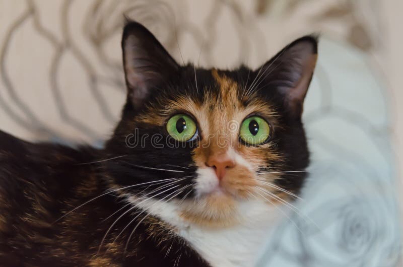 Chat Tricolore Avec Les Yeux Verts Sur Le Fond Clair Photo stock ...
