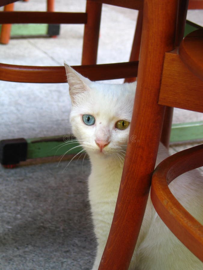 Chat triste photo stock. Image du yeux, race, mâchoire - 1125544