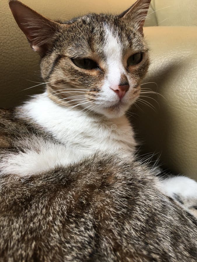 Chat Triste Photos Stock - Téléchargez 12,564 Photos libres de droits