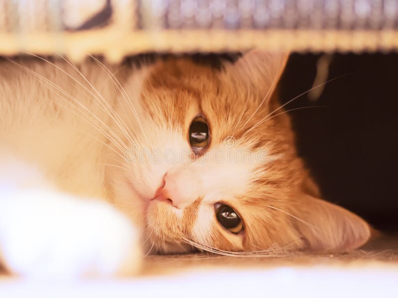31,895 Photos de Chat Triste - Photos de stock gratuites et libres de ...
