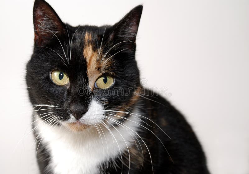 Chat triste image stock. Image du découragé, blanc, noir - 3651421