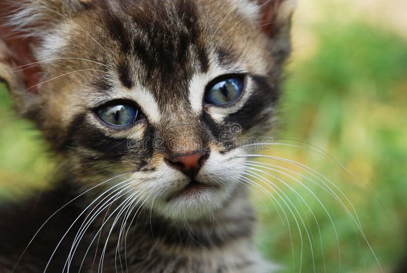Chat triste image stock. Image du yeux, brouillé, cour - 5194809