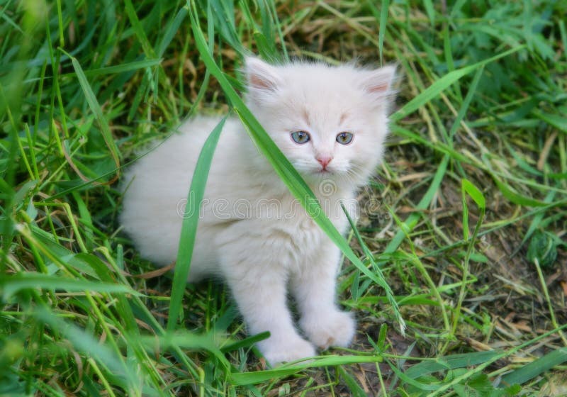 Chaton adorable blanc photo stock. Image du chat, heureux - 14217384