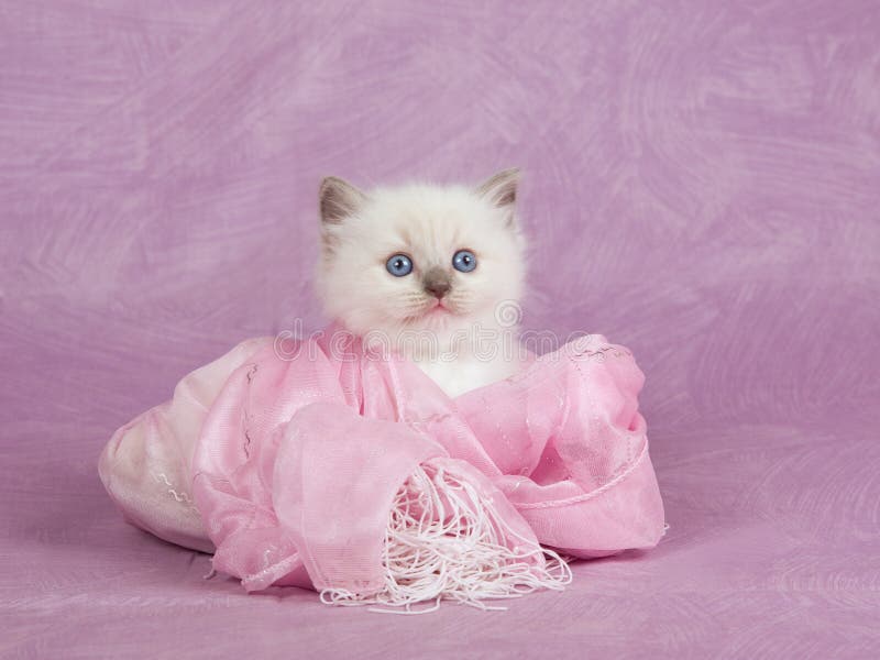 Chaton Assez Mignon De Ragdoll Sur Le Fond Rose Image stock - Image du ...