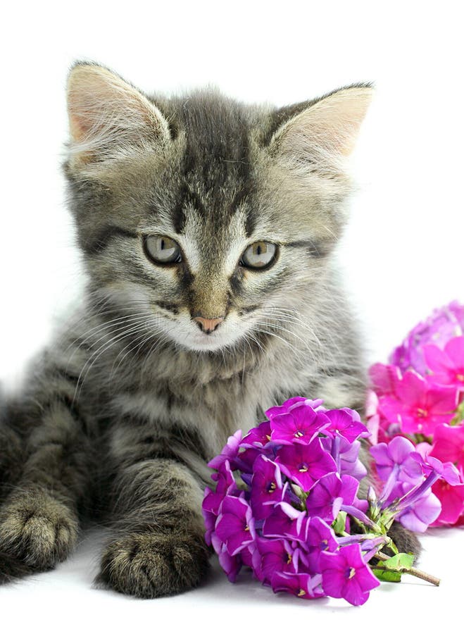 Chaton avec des fleurs image stock. Image du salutations - 16026149