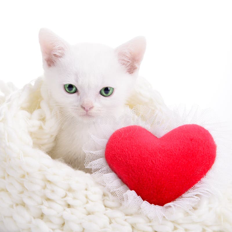 Chaton avec le coeur photo stock. Image du coeur, drôle - 37485118