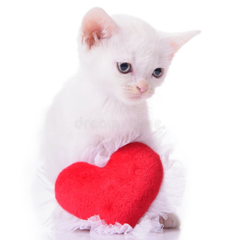 Chaton avec le coeur photo stock. Image du objet, concept - 37485448
