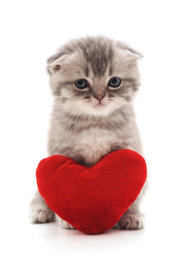 Chaton Avec Le Coeur De Jouet Image stock - Image du conception, amitié ...