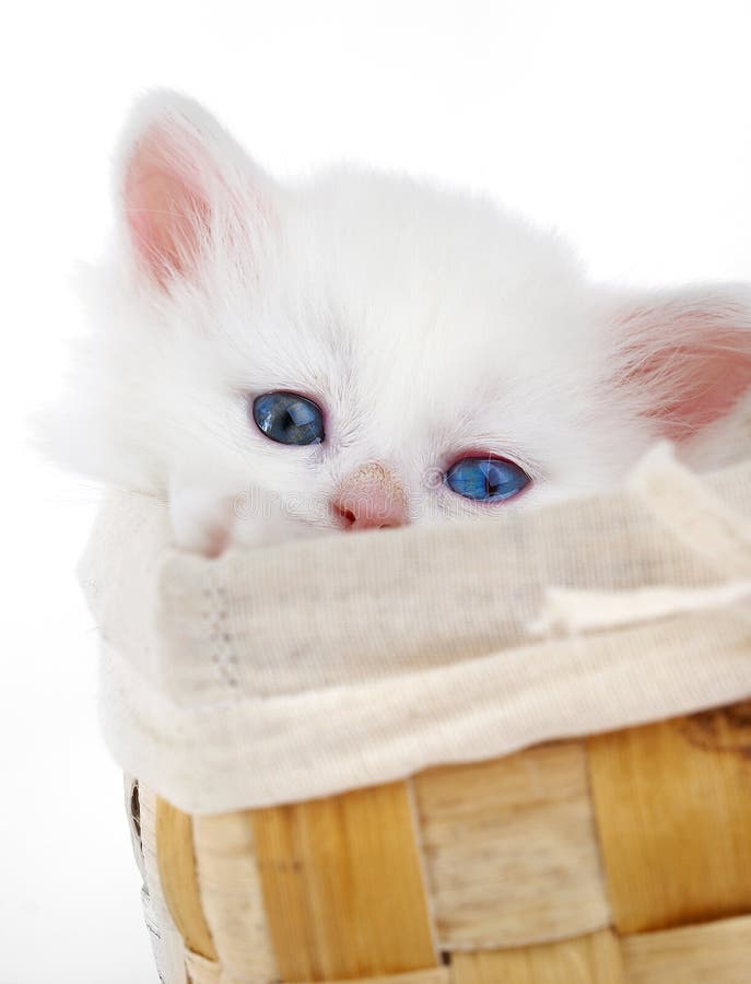 Chaton blanc photo stock. Image du fourrure, fond, visage - 2341870