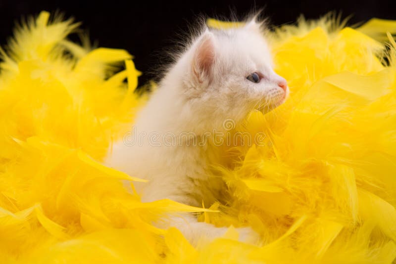 Chaton blanc image stock. Image du mignon, velu, séance - 22170629