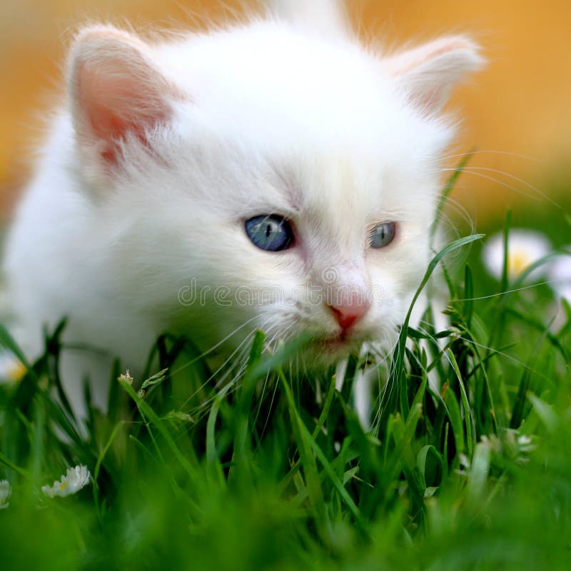 Chaton blanc dans l'herbe photo stock. Image du adorable - 5222574