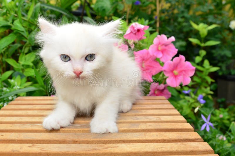 Chaton Blanc Se Reposant Dans L'herbe Photo stock - Image du félin ...