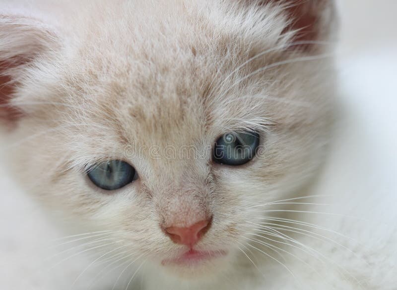 Chaton Blanc Mignon Photos Stock - Téléchargez 167,129 Photos libres de ...