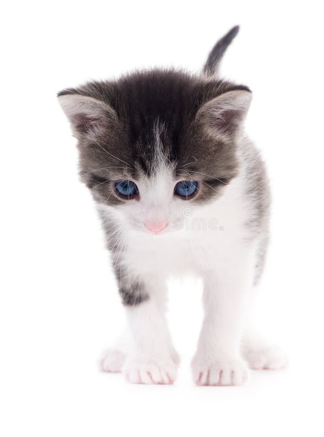Chaton blanc noir photo stock. Image du expressif, fond - 27084652