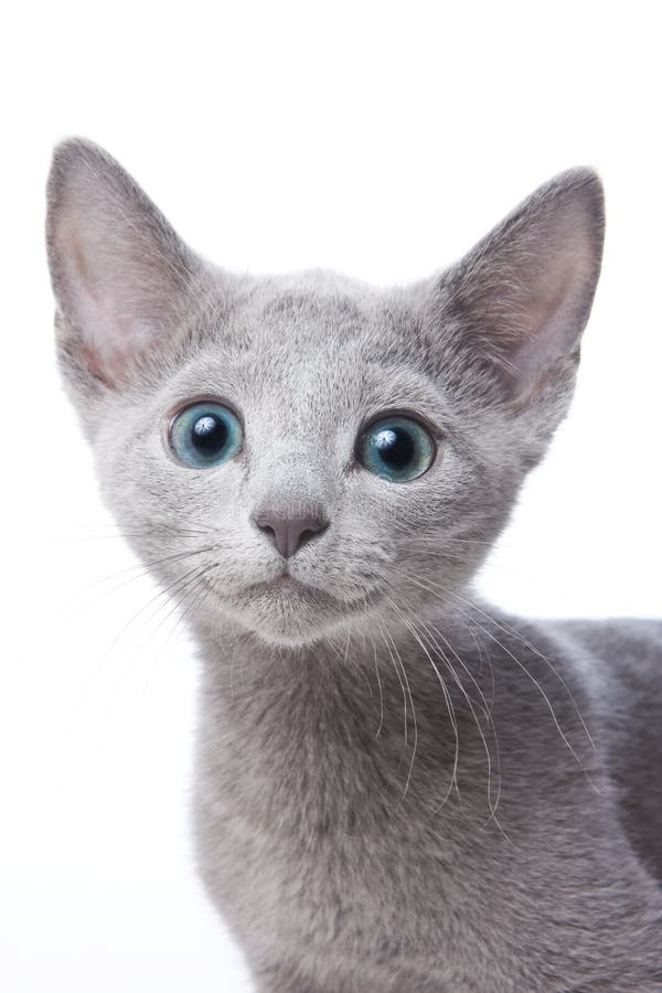 3,572 Photos de Chaton Bleu Russe - Photos de stock gratuites et libres ...
