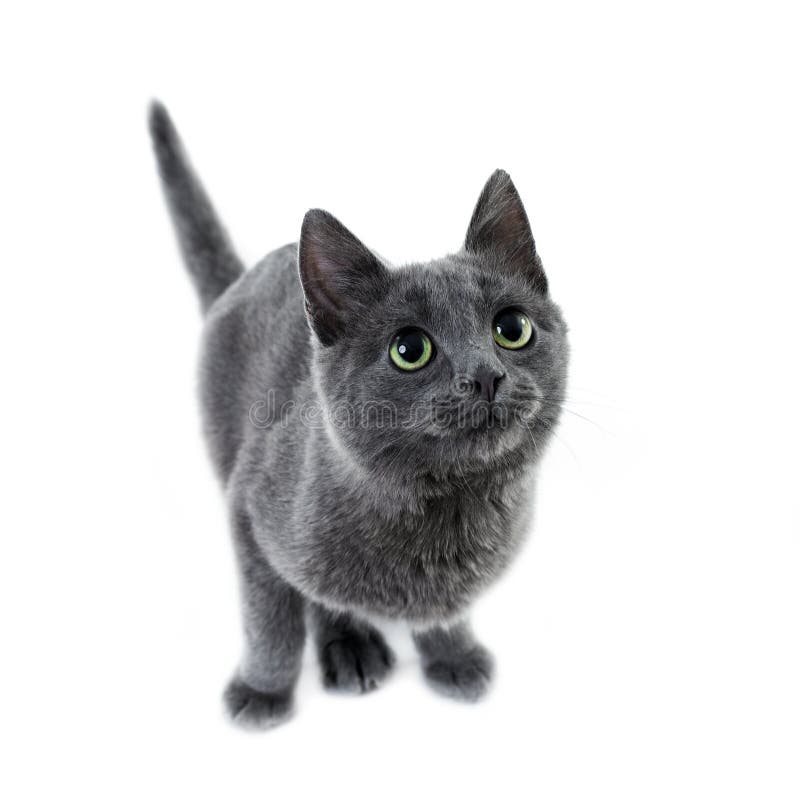 3,572 Photos de Chaton Bleu Russe - Photos de stock gratuites et libres ...