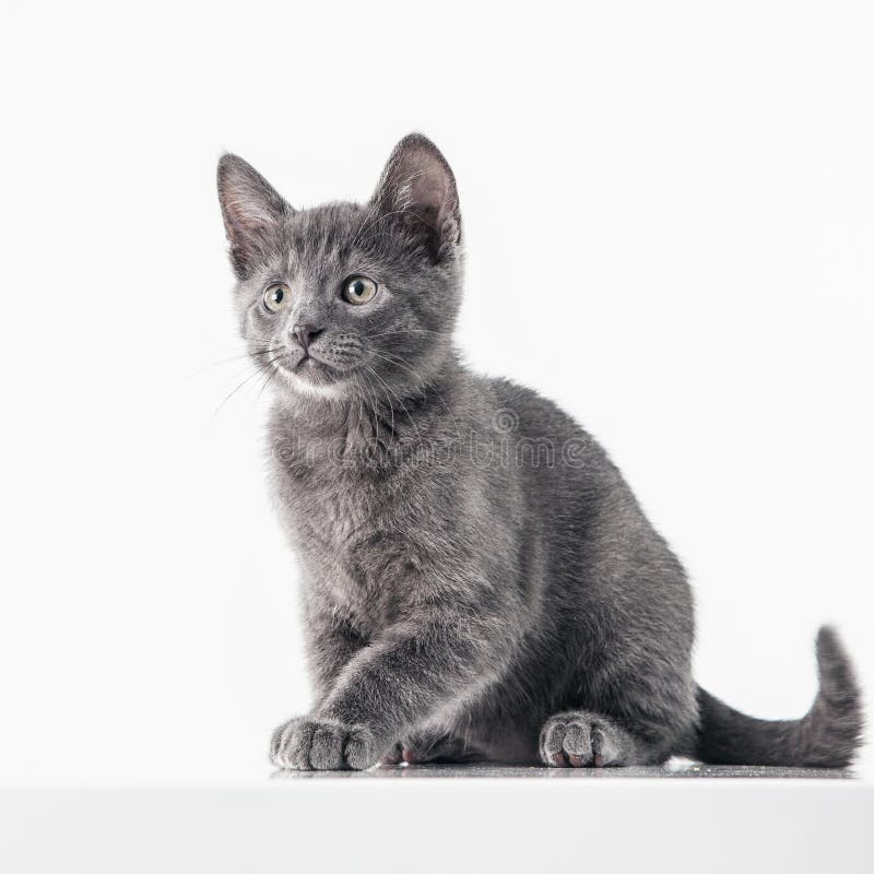 Chaton bleu russe image stock. Image du isolement, photographie - 30909957