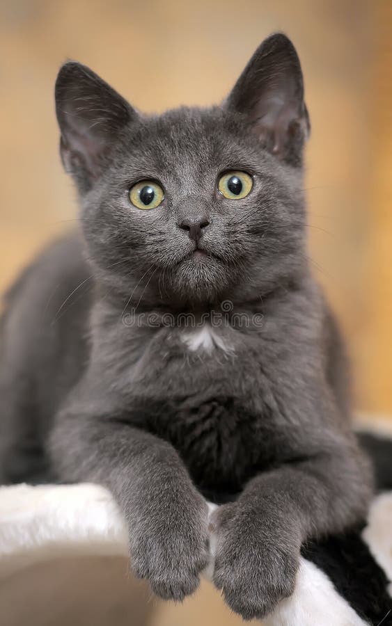 Chaton bleu russe photo stock. Image du mignon, beauté - 55768462