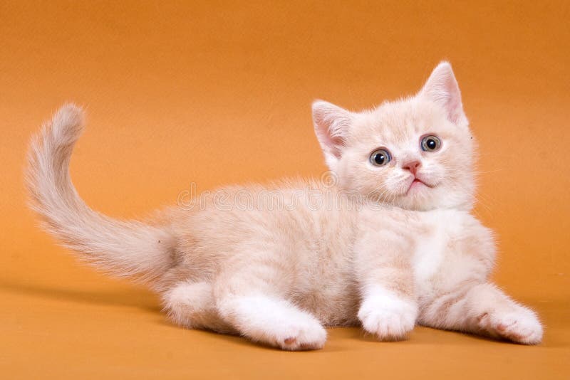 Chaton Britannique Beige De Chat Sur Une Orange Photo stock - Image du ...