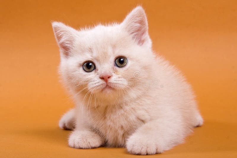 Chaton Britannique Beige De Chat Sur Une Orange Photo stock - Image du ...