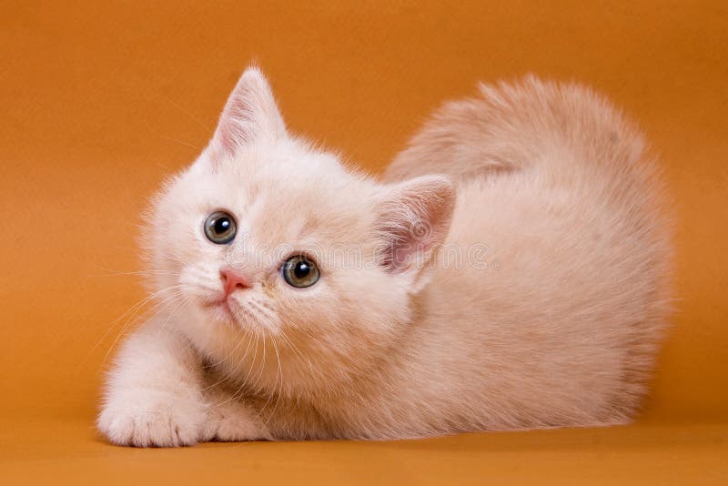 Chaton Britannique Beige De Chat Sur Une Orange Photo stock - Image du ...