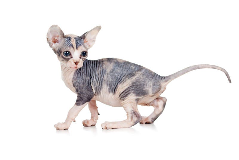 Chat Chauve Albinos De Sphynx De Donskoy D'isolement Image stock ...