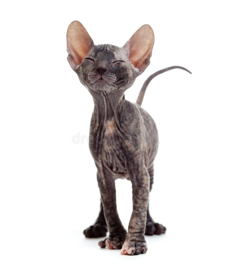 Chat Chauve Albinos De Sphynx De Donskoy D'isolement Image stock ...