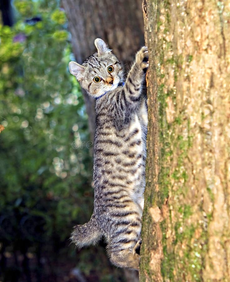 Collection of Just Cats Photos - Dreamstime ID:25830