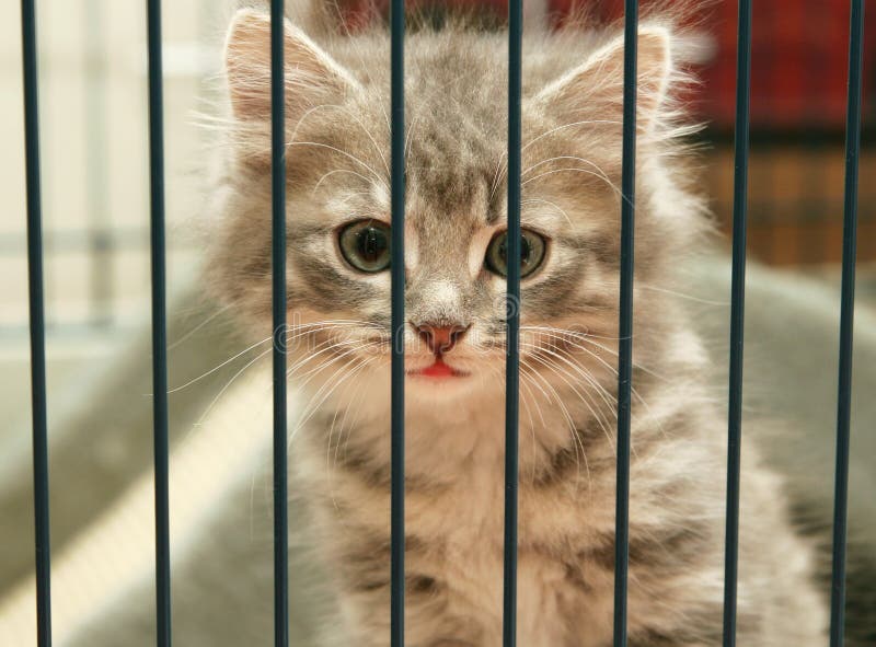 Chaton dans une cage image stock. Image du animal, félin - 16776507
