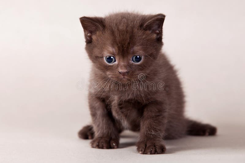 Chaton de Brown photo stock. Image du minou, fond, race - 21213294