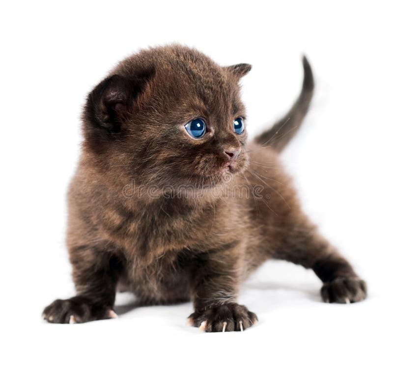 Chatton britannique brun photo stock. Image du chat, félin - 20400648