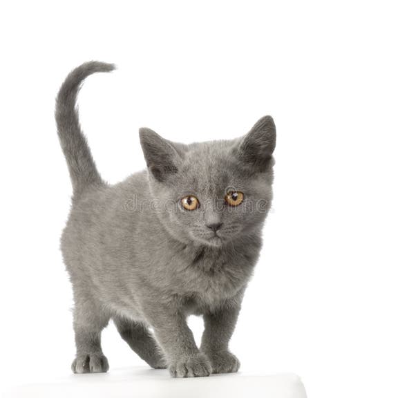 Chaton de Chartreux image stock. Image du domestique, favori - 2237577