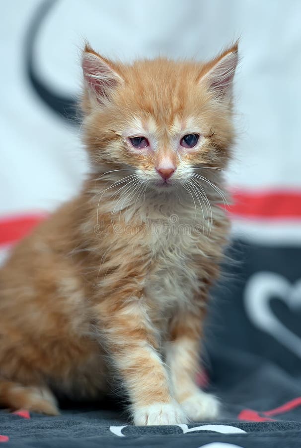 Chaton De Gingembre Avec Les Yeux Endoloris Image stock - Image du ...