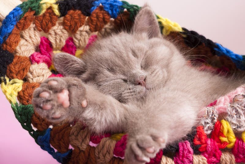 Adorable Petit Chaton Qui Dort Photo stock - Image of bleu, poilu ...