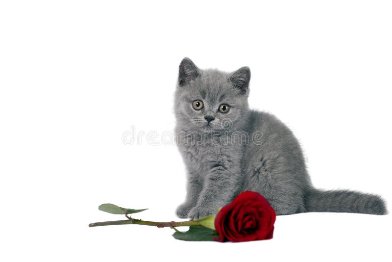 Chaton avec une rose. image stock. Image du chaton, salutation - 37061569