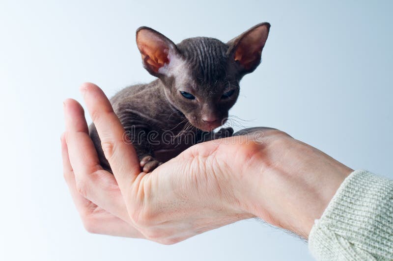 Chatons Dans La Paume D'une Main Photo stock - Image of chauve, chat ...