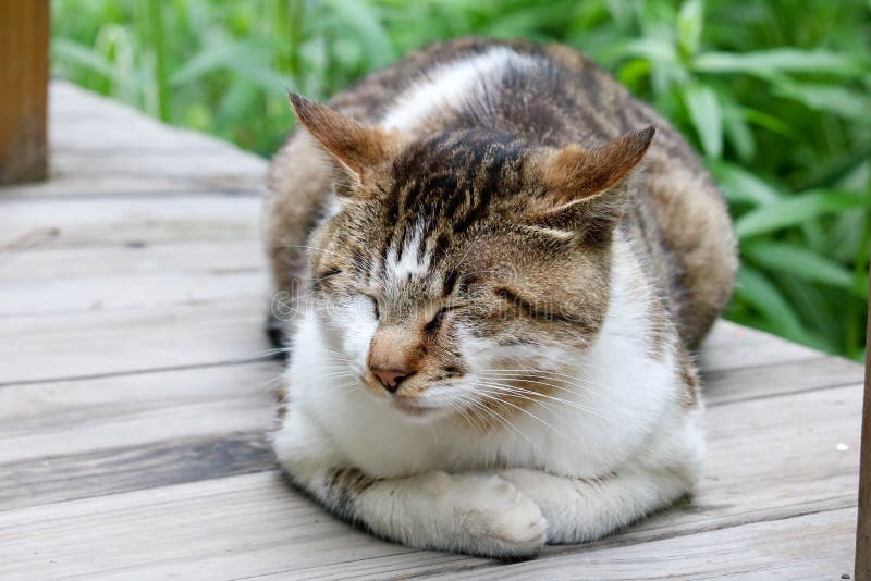 Chaton heureux image stock. Image of mangez, moment, fermé - 74839911