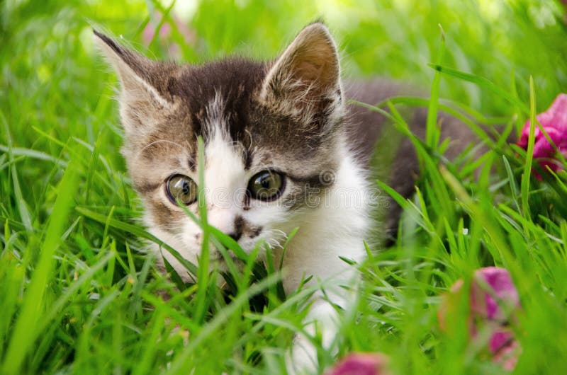 Chaton Marchant Dans L'herbe Verte Grande Photo stock - Image du jardin ...