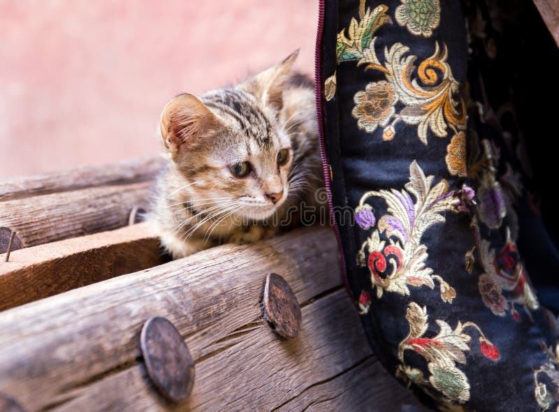 303 Photos de Chat Marocain Mignon - Photos de stock gratuites et ...