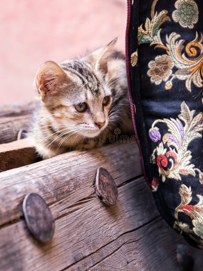 303 Photos de Chat Marocain Mignon - Photos de stock gratuites et ...