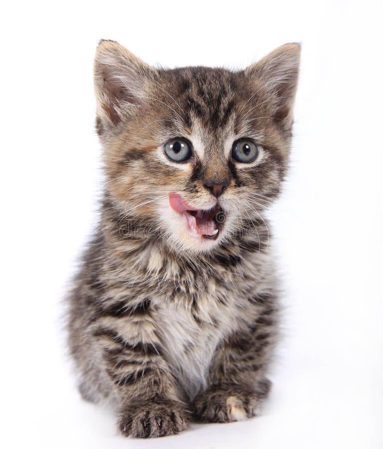 Chaton mignon photo stock. Image du beau, chat, fureur - 21407356