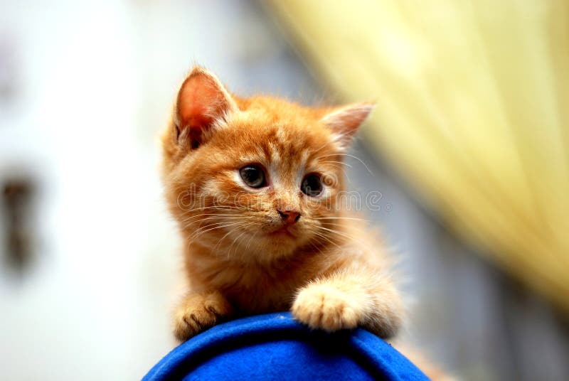 Chaton mignon image stock. Image du chat, vivant, orange - 2516933