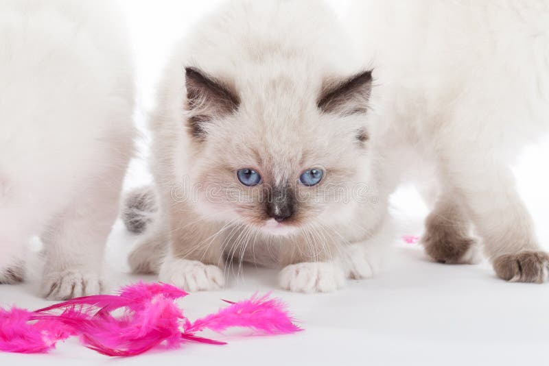 Chaton mignon de Ragdoll photo stock. Image du jeune - 43218744