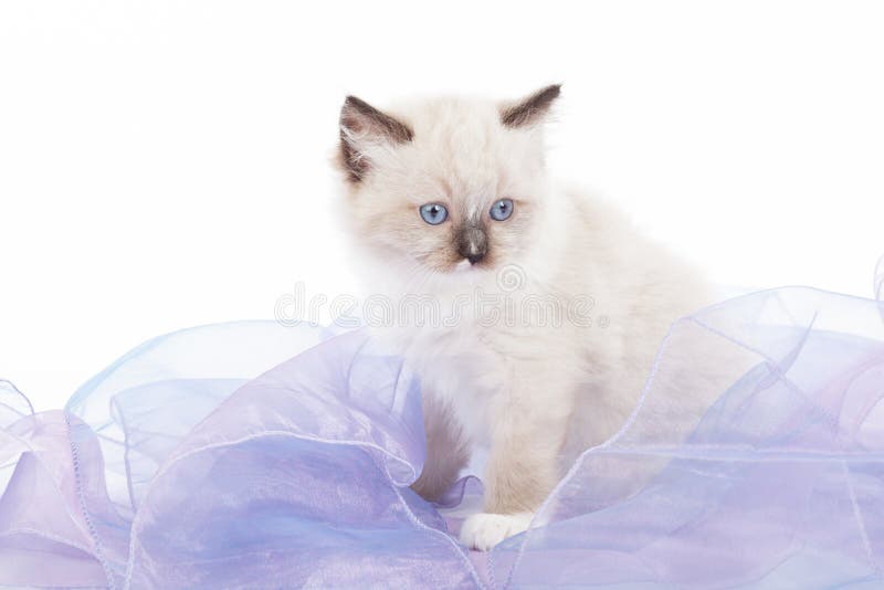 Chaton mignon de Ragdoll photo stock. Image du jeune - 43218744