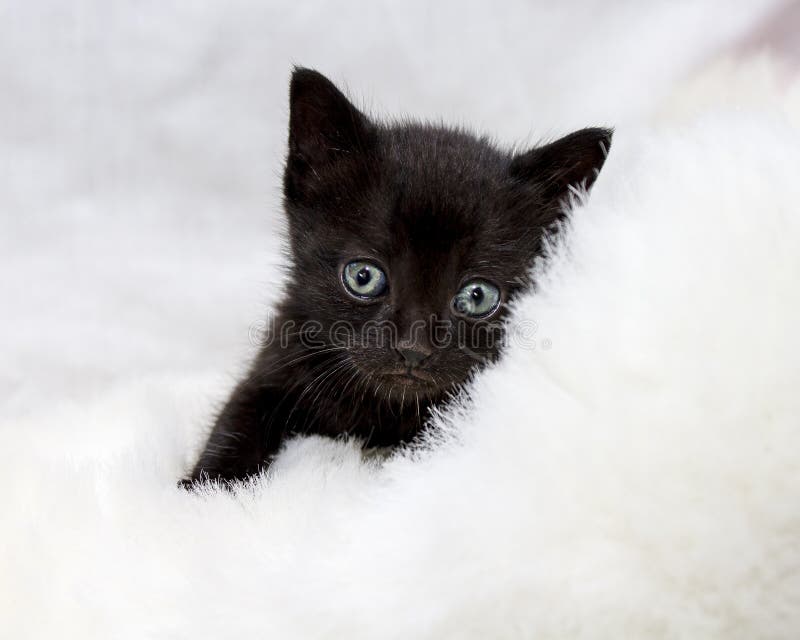 Chaton Noir Avec De Grands Yeux Verts Bleus Photo stock - Image du ...