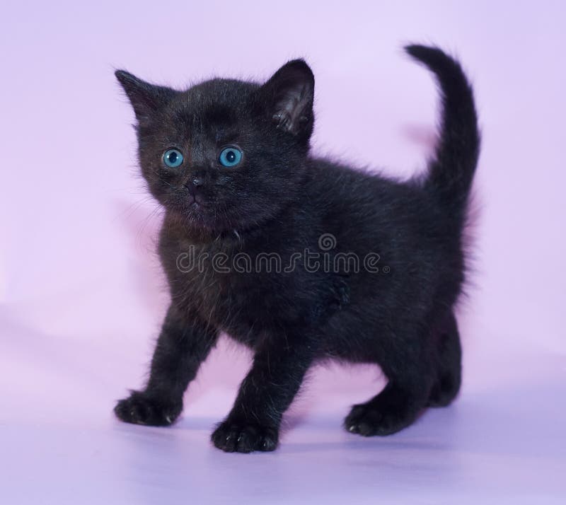 Chaton Noir Avec Des Yeux Bleus Image stock - Image of vétérinaire ...